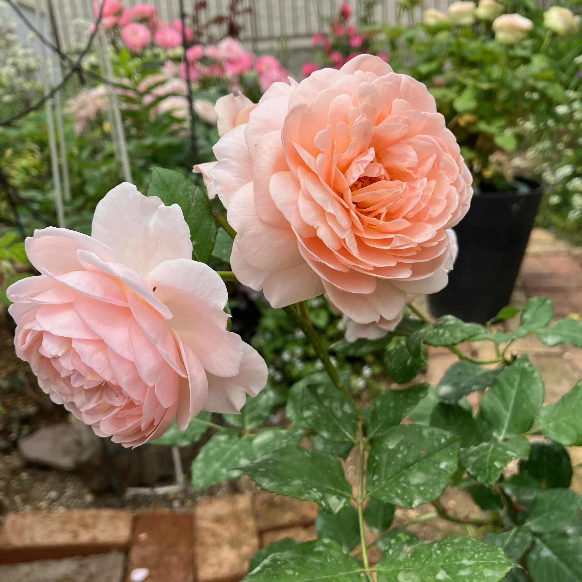 24年春バラ(15 ) 遅咲き種がメイン: my promenade