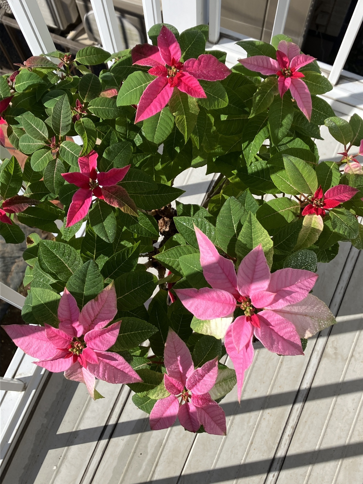 15年目のプリンセチア: my promenade