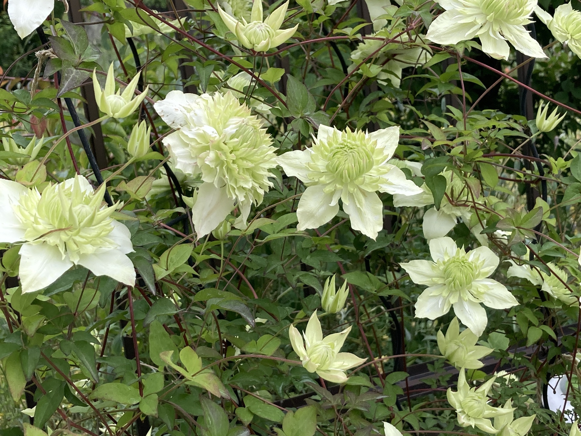 クレマチス・白万重（シロマンエ）: my promenade