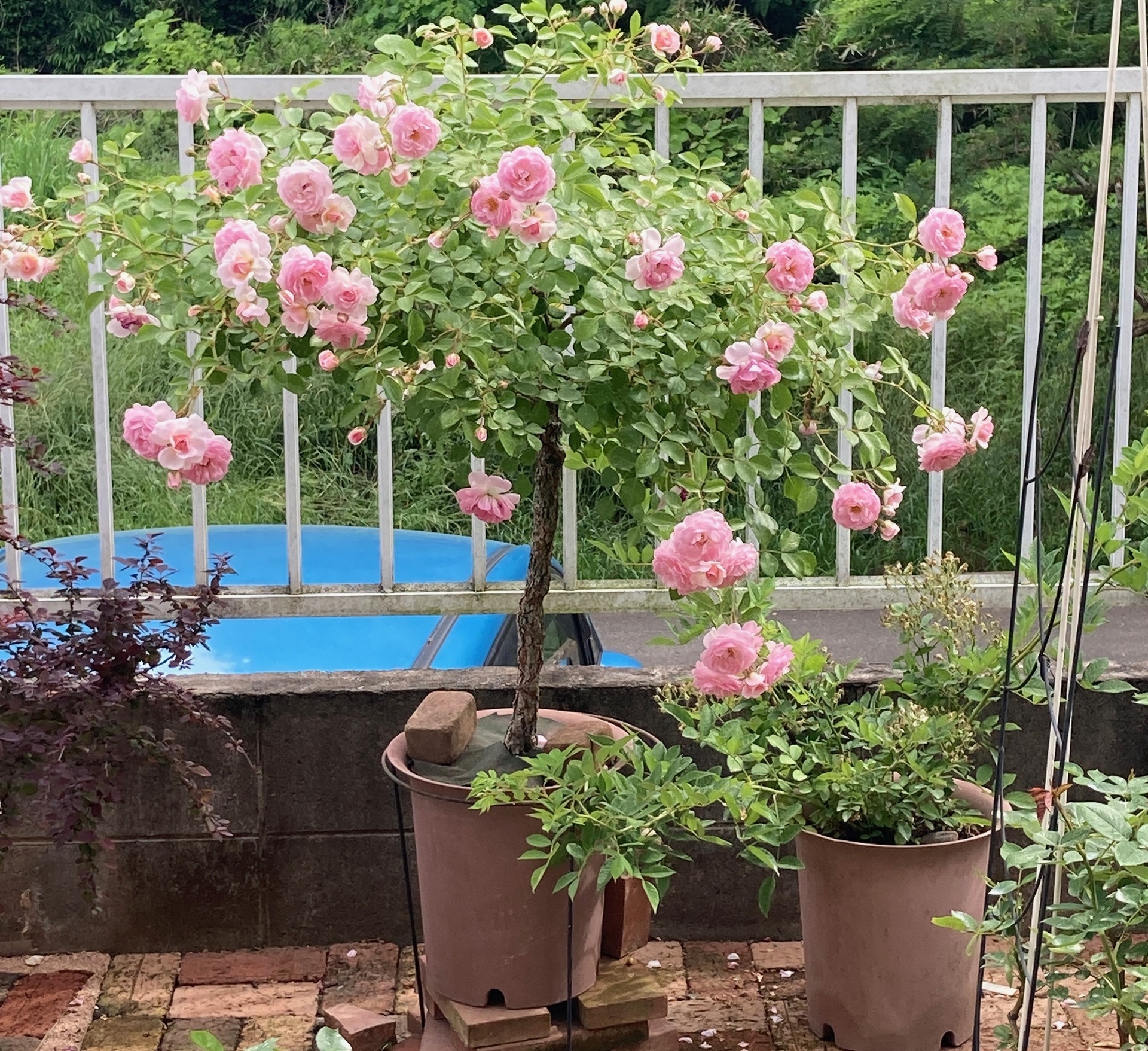 24年春バラ(15 )ザ・フェアリーがやっと見頃に。: my promenade