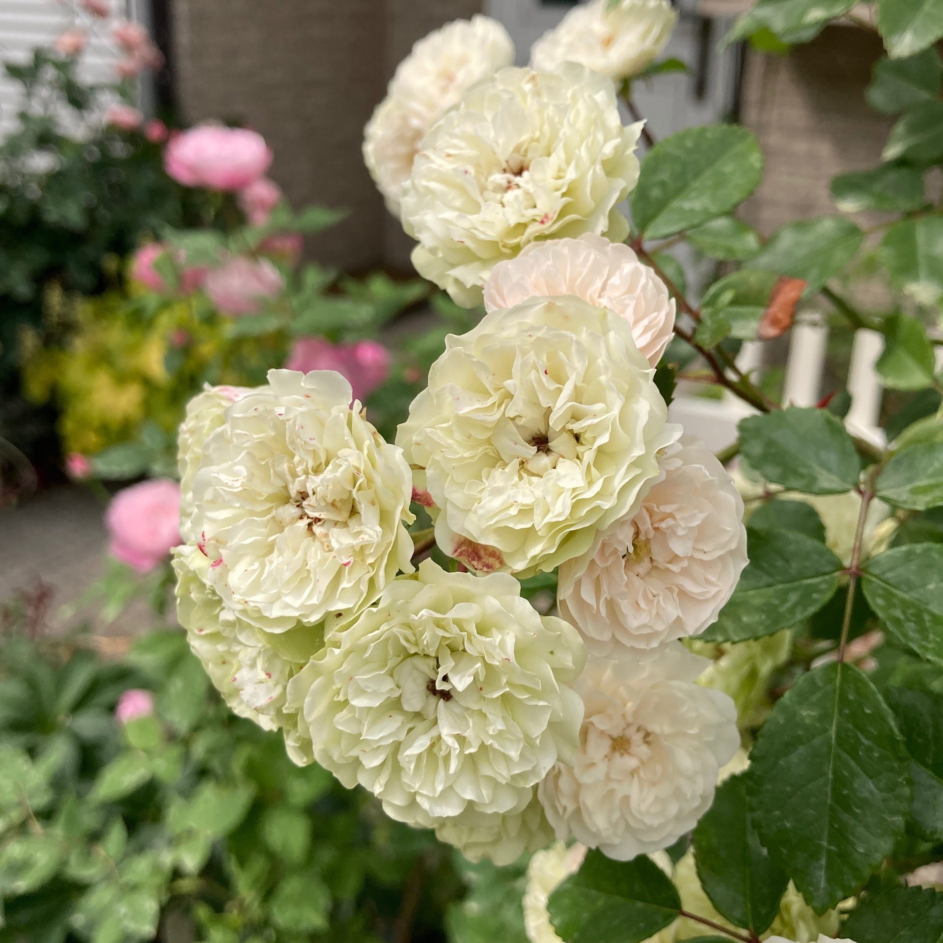 24年春バラ(15 )ザ・フェアリーがやっと見頃に。: my promenade