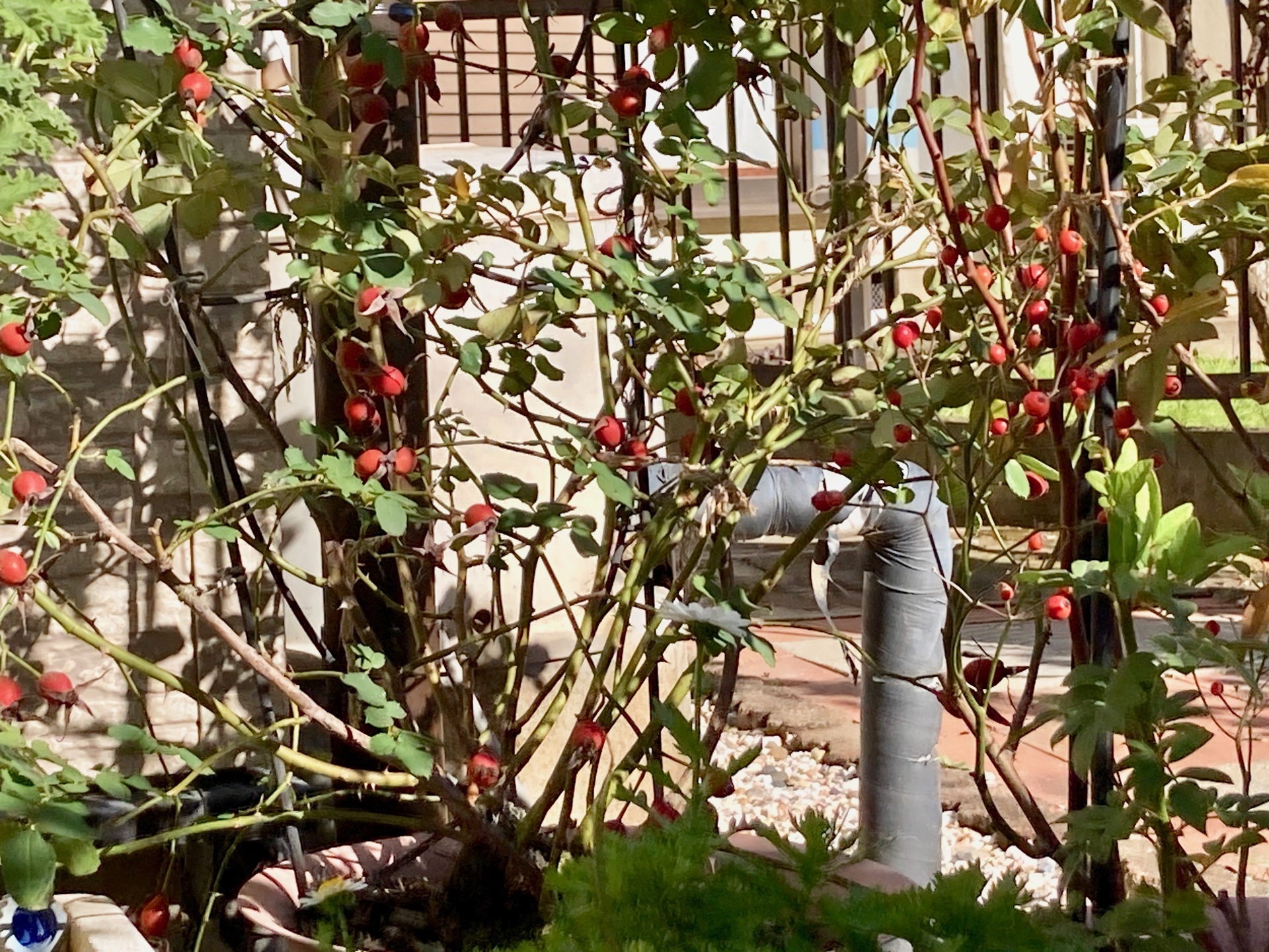 秋バラ(10) ストロベリーアイスの実生の木のローズヒップ: my promenade