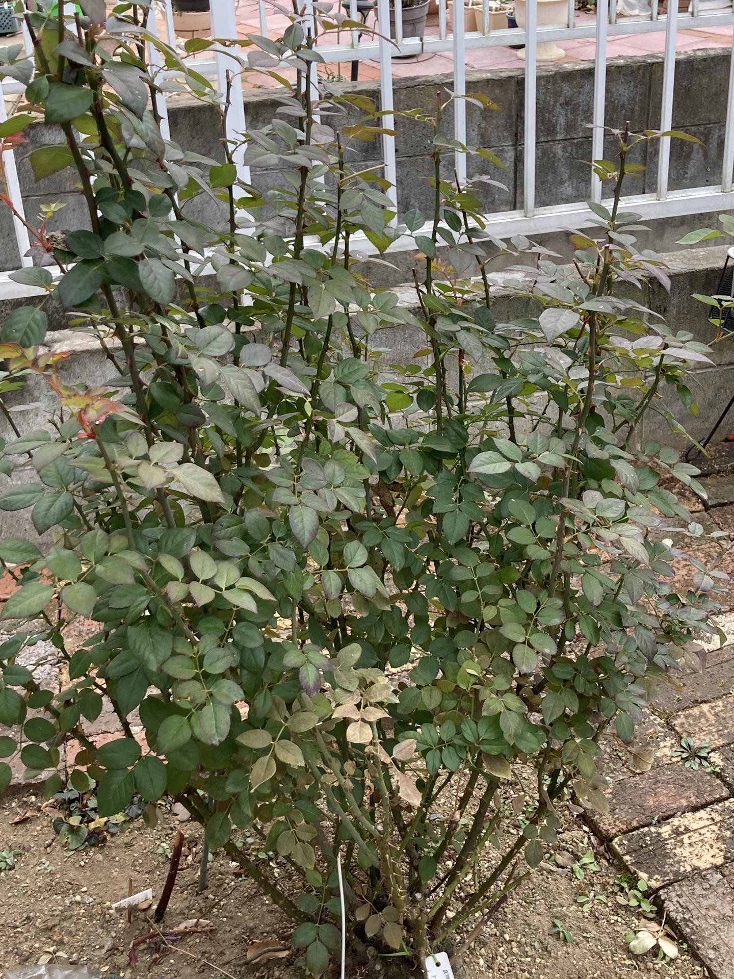 バラの冬剪定(4) 今日は地植えを二本だけ: my promenade